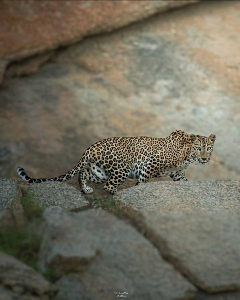 Leopard Safari – Jawai Empire Resort