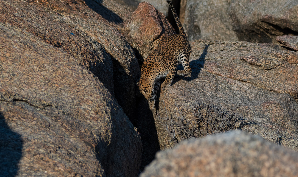 Leopard Safari – Jawai Empire Resort