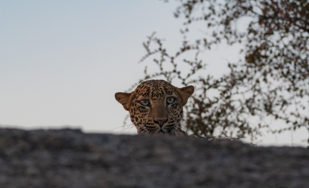 Leopard Safari – Jawai Empire Resort
