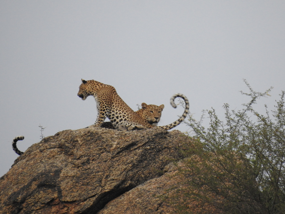 Leopard Safari – Jawai Empire Resort