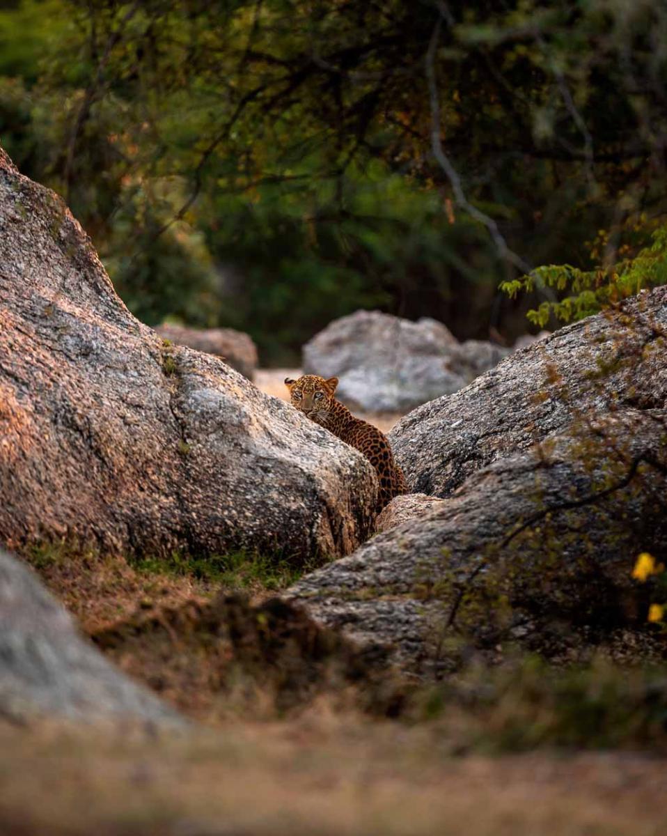 Leopard Safari – Jawai Empire Resort